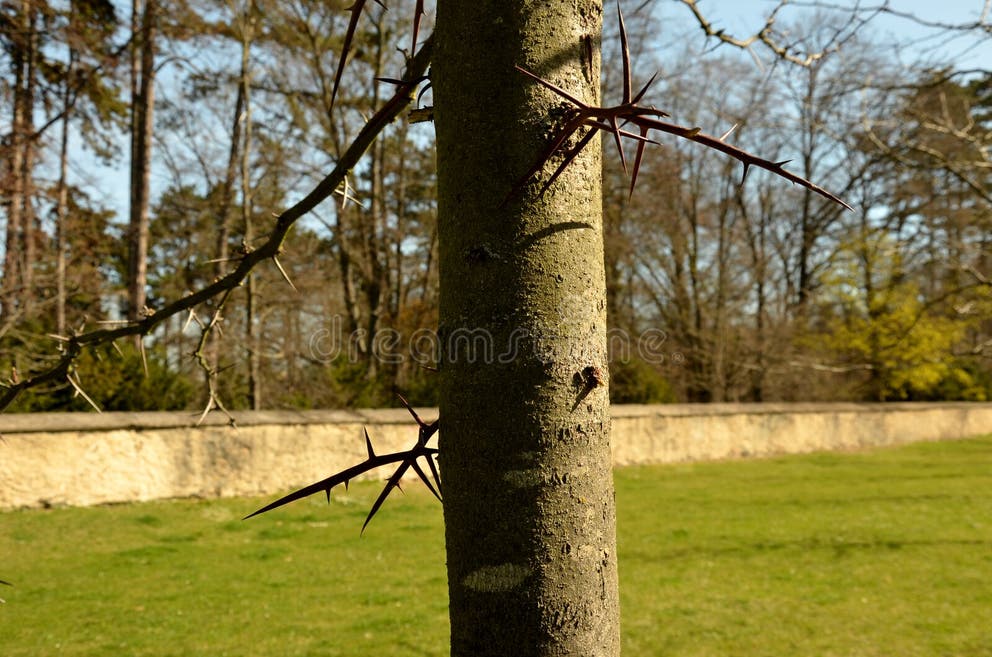 Is a Deciduous Tree, Native To North America. it Grows To a Height of ...