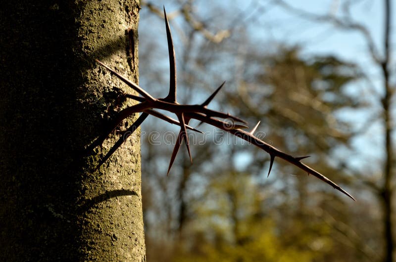 Is a Deciduous Tree, Native To North America. it Grows To a Height of ...