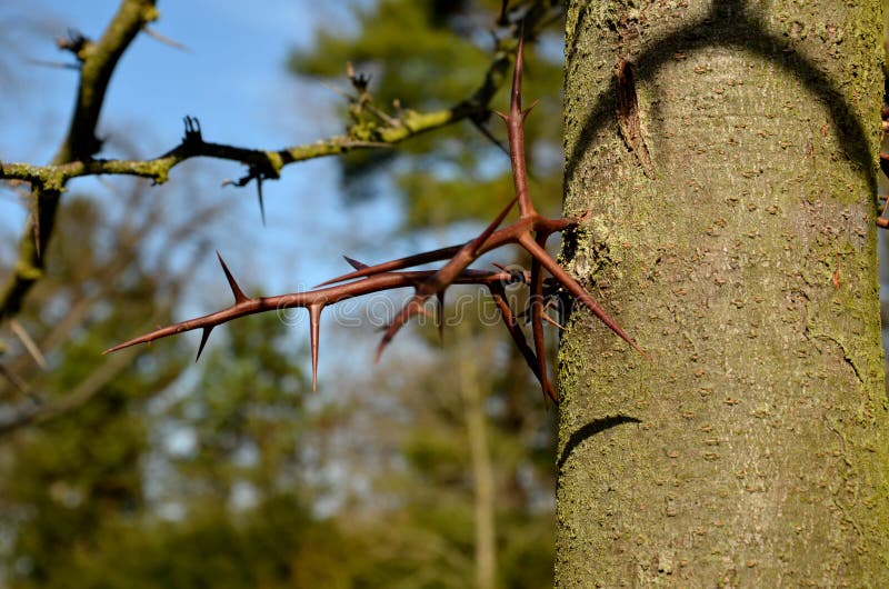 Is a Deciduous Tree, Native To North America. it Grows To a Height of ...