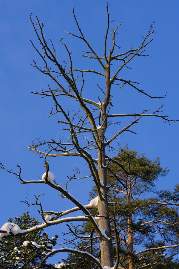 Deciduous Tree Outdoors. Bottom View Stock Photo - Image of view ...