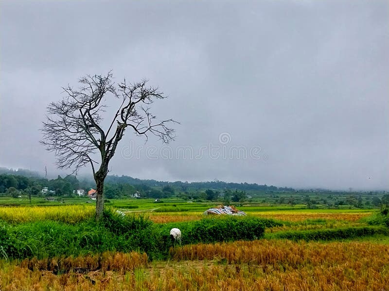 A Deciduous Tree in a Rice Field. Stock Image - Image of tree, prairie ...