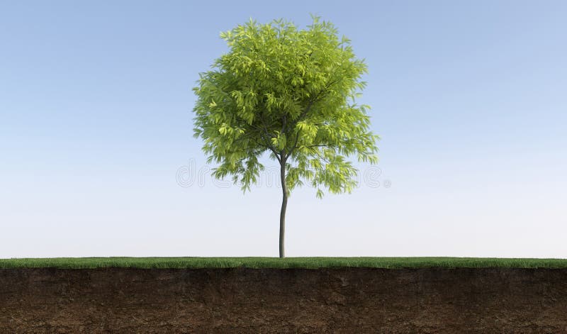 Deciduous Tree and Soil Cut Under it, 3d Render Stock Illustration ...