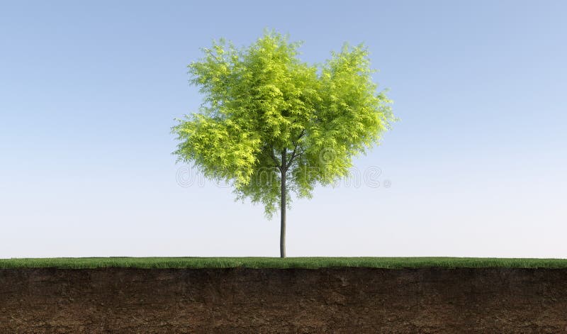 Deciduous Tree and Soil Cut Under it, 3d Render Stock Illustration ...