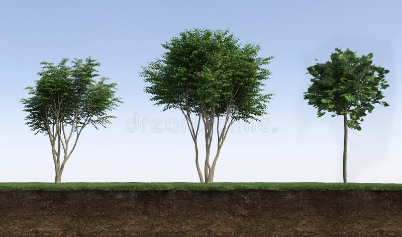 Deciduous Tree and Soil Cut Under it, 3d Render Stock Illustration - Illustration of graphic ...