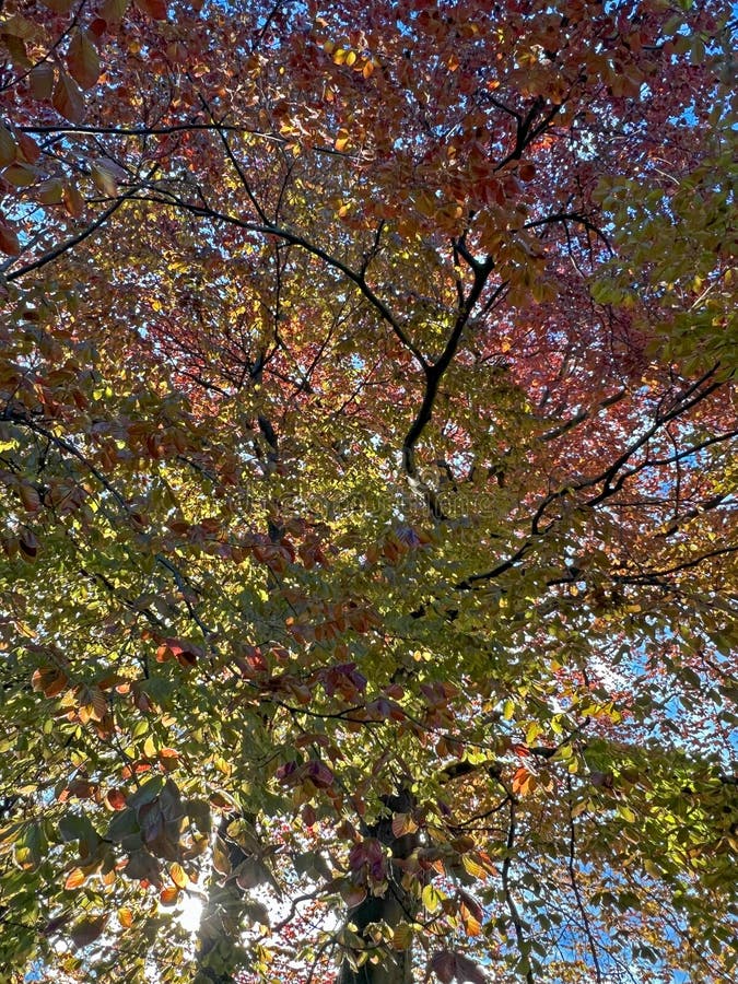 Deciduous Tree in Spring April Colors. Backlight. Stock Image - Image ...