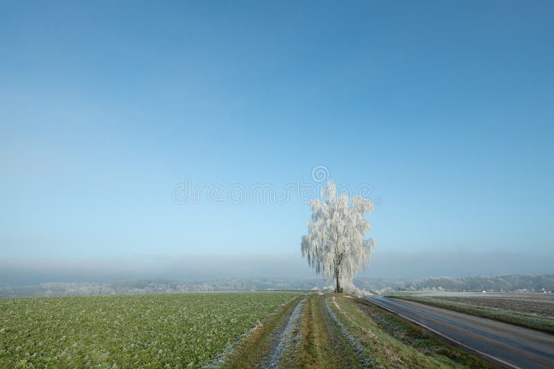Mist Rising from the Grass in the Morning Sun Stock Image - Image of ...