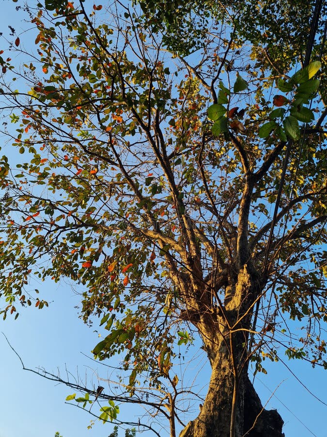 Deciduous tree in summer stock image. Image of support - 262204807