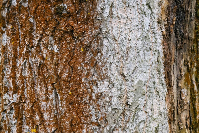 Deciduous Tree Trunk Bark Texture and Structure Stock Photo - Image of ...