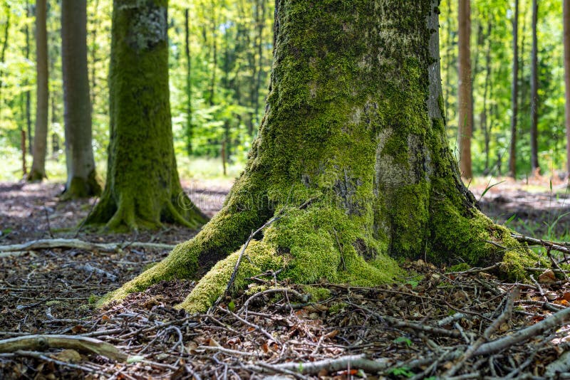 Deciduous Tree Trunk. Beech Tree Bark in a Deciduous Forest Stock Image ...