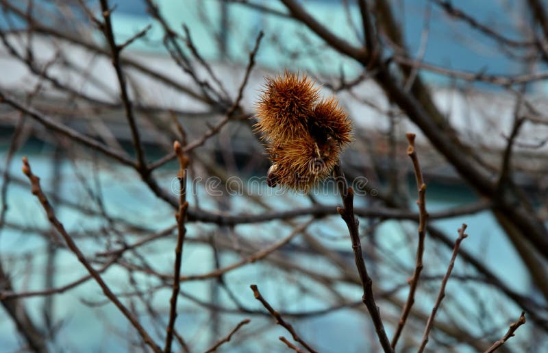 Deciduous Tree, Typically between Tall All with a Spread of 50 Ft (15 M ...