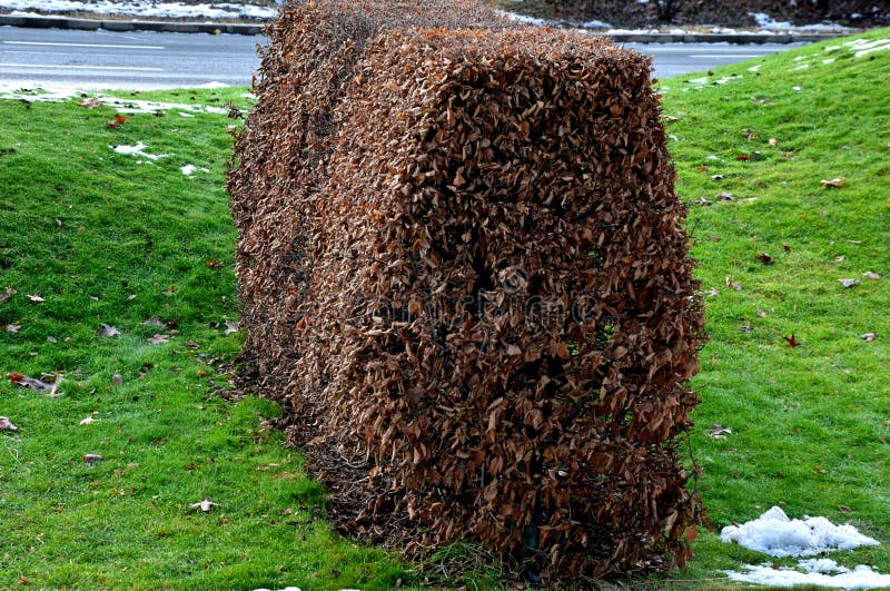 Deciduous Tree, Typically between Tall but May Reach Tall with a Spread ...