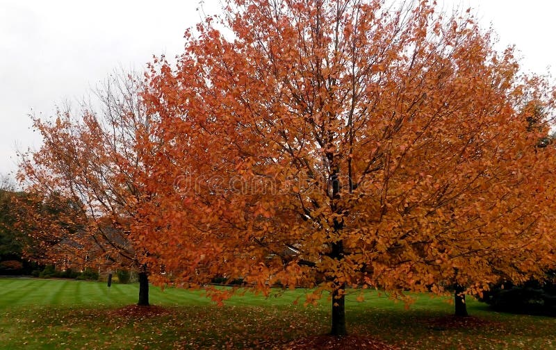 Deciduous Trees in Residential Area Stock Image - Image of background ...