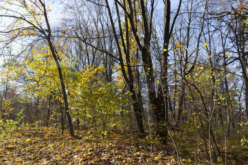 Deciduous Trees in the Autumn Season during Leaf Fall Stock Image ...