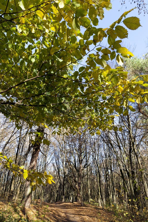 Deciduous Trees in the Autumn Season during Leaf Fall Stock Image ...
