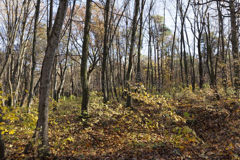 Deciduous Trees in the Autumn Season during Leaf Fall Stock Image ...