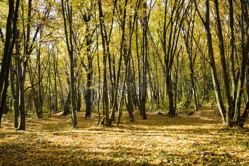 Deciduous Trees in the Autumn Stock Photo - Image of branches, colorful ...