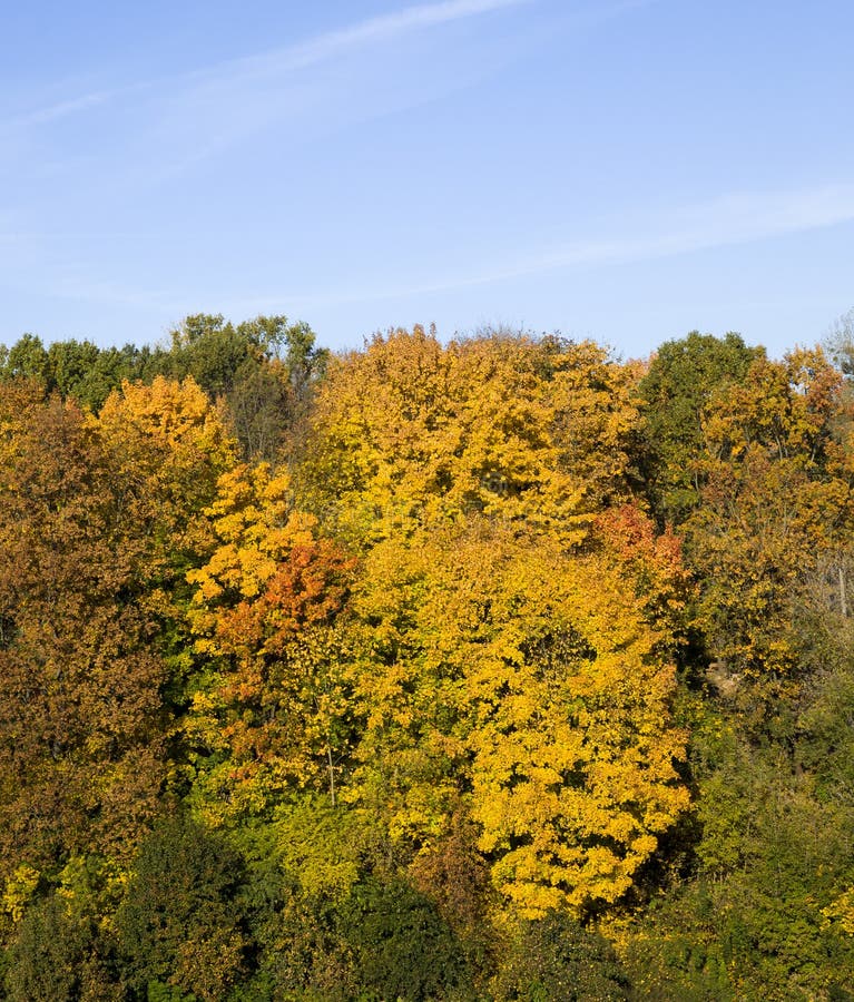 Deciduous Trees in the Autumn Stock Image - Image of black, europe ...