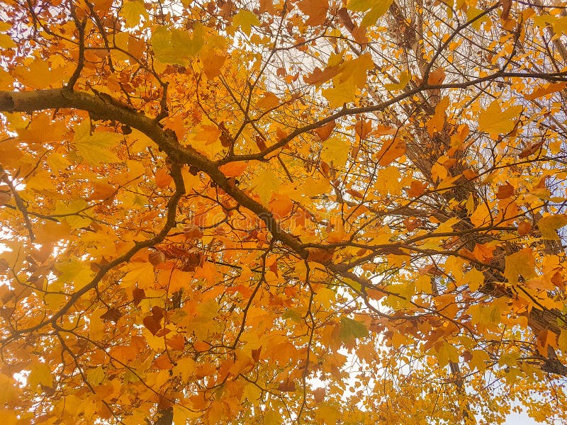 Deciduous Trees at a Beautiful Autumn Scenery. Stock Photo - Image of ...