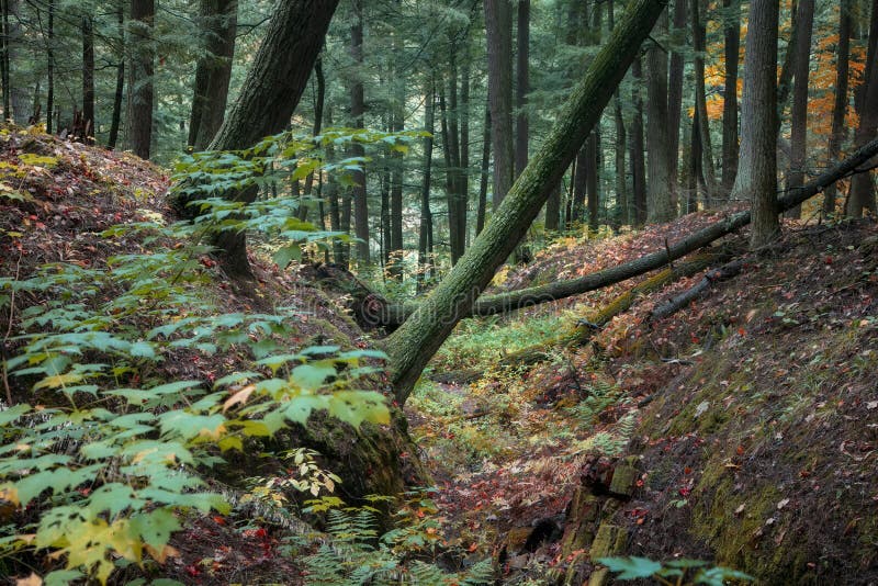 Trees in Black River Forest in Michigan Upper Peninsula Stock Photo ...
