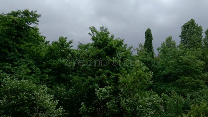 Trees and Bushes in Park in Heavy Wind before Thunderstorm Stock ...