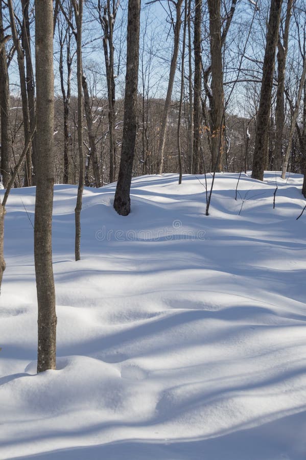 Deciduous Trees Casting Blue Shadows in the Snow. Stock Image - Image ...