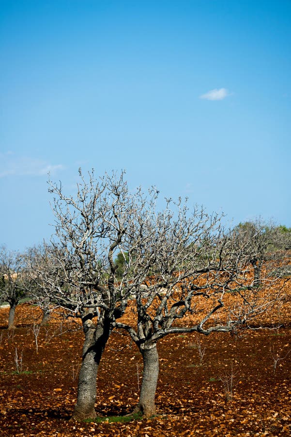 Deciduous Trees in a Clay Soil Arable Field Stock Image - Image of ...