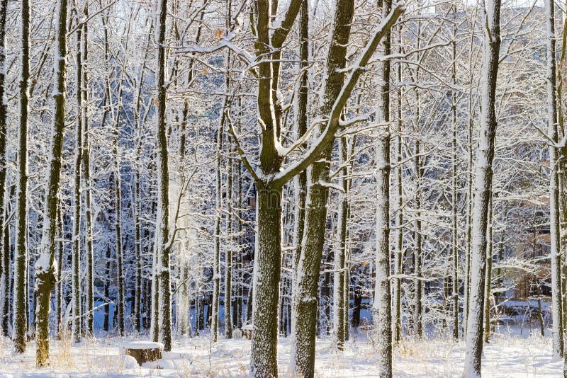 Deciduous Trees Covered with Snow Against the Apartment Building Stock ...