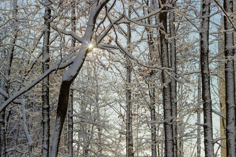 Deciduous Trees Covered with Snow Against the Apartment Building Stock ...