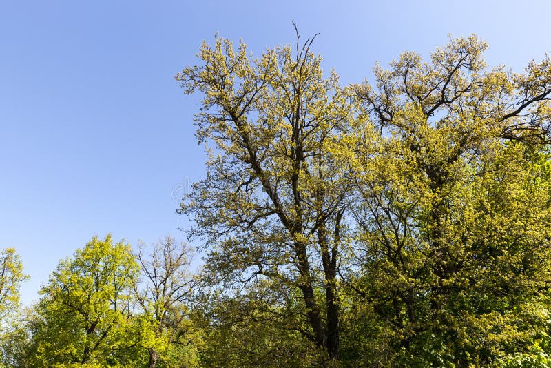 Deciduous trees stock photo. Image of green, leaf, environment - 129353184