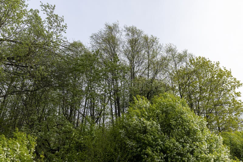 Deciduous Trees in the Forest in Cloudy Weather Stock Photo - Image of ...