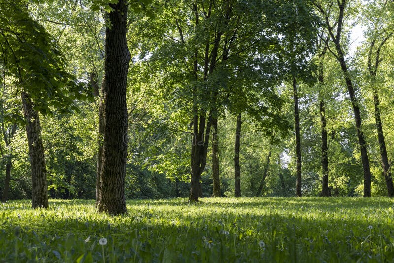 Deciduous Trees with Green Foliage in Spring, Green Foliage Stock Photo ...