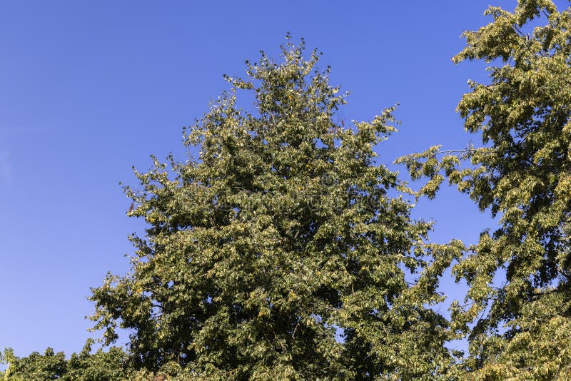 Deciduous Trees with Green Foliage in Summer Stock Photo - Image of ...