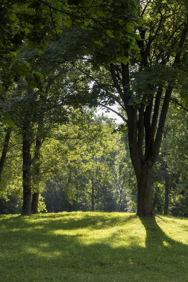 Deciduous Trees with Green Foliage in Summer Stock Image - Image of ...