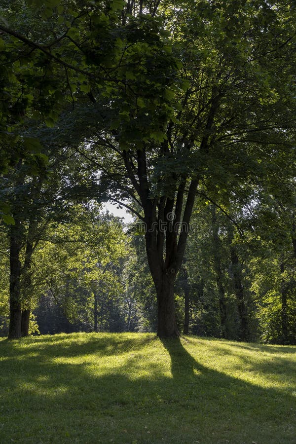 Deciduous Trees with Green Foliage in Summer Stock Photo - Image of ...