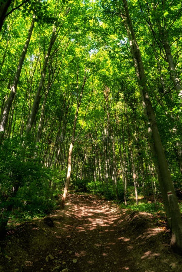 Deciduous Trees with Green Leaves in the Spring Forest Stock Image ...