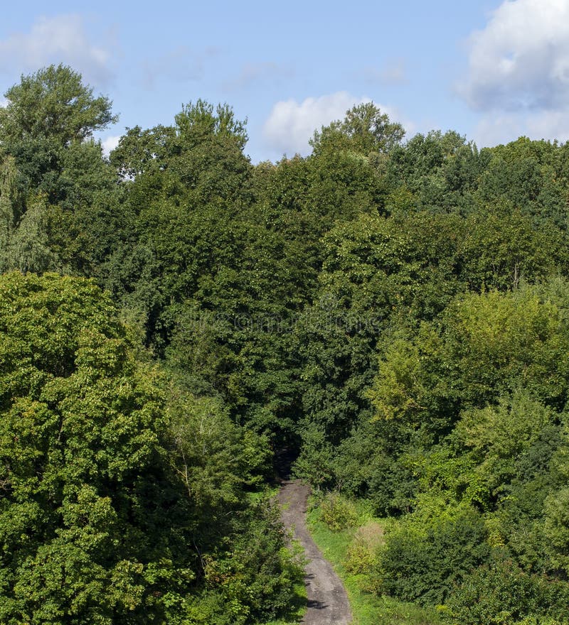 Deciduous Trees Growing in the Park in the Summer Stock Photo - Image ...