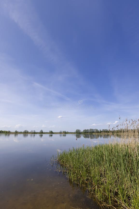 Deciduous Trees Growing on the Riverbank Stock Photo - Image of scenery ...