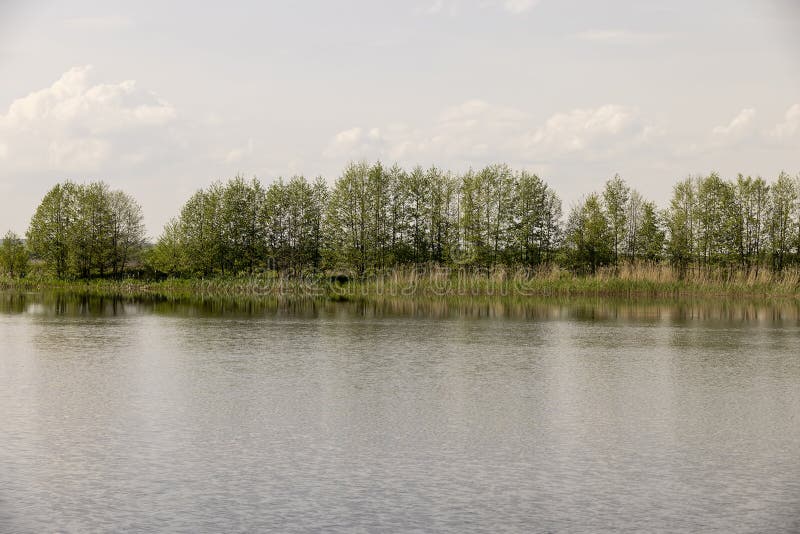 Deciduous Trees Growing on the Riverbank Stock Image - Image of summer ...