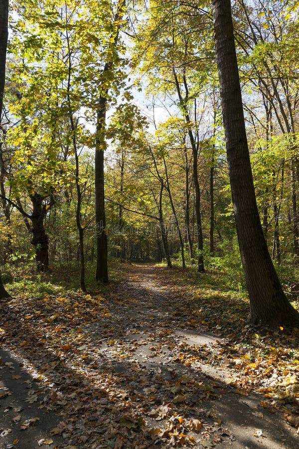 Deciduous Trees during Leaf Fall in Autumn Stock Image - Image of ...