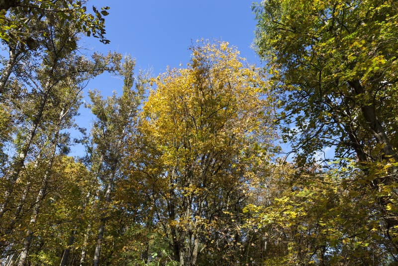 Deciduous Trees during Leaf Fall in Autumn Stock Photo - Image of brown ...