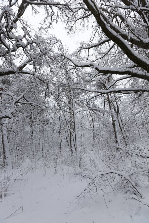 Deciduous Trees without Leaves in the Snow after Blizzards Stock Photo ...