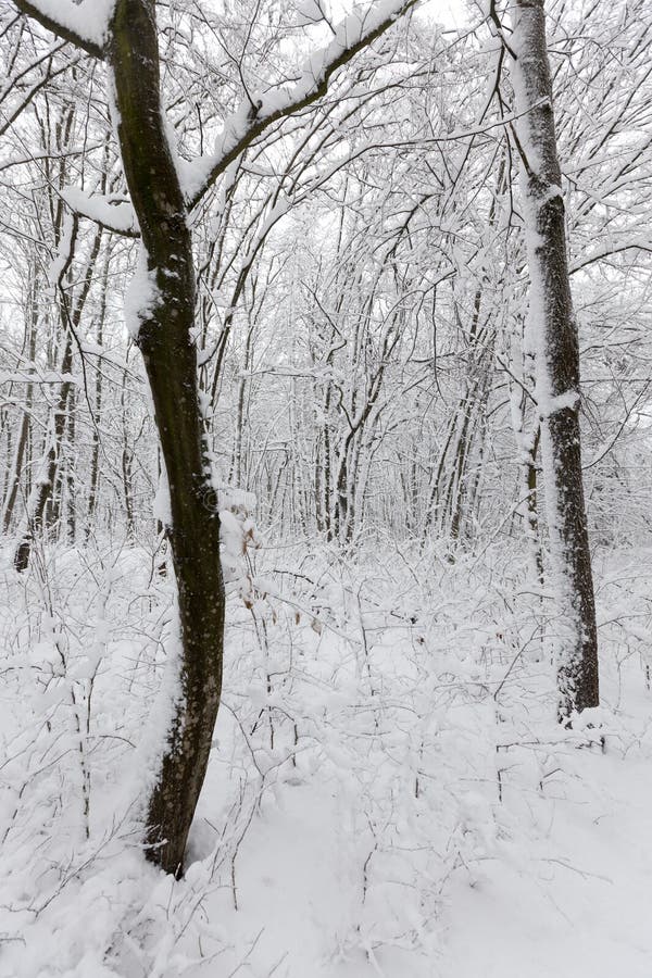 Deciduous Trees without Leaves in the Snow after Blizzards Stock Image ...
