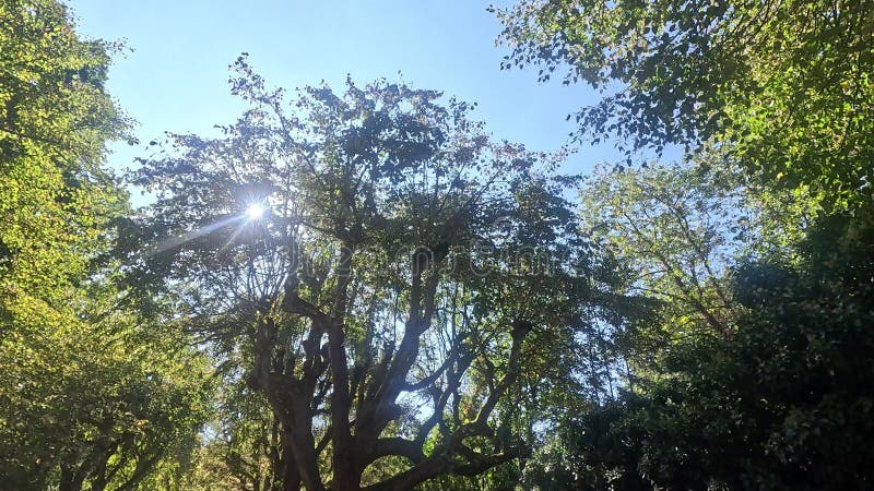 Deciduous Trees in the Park in Autumn in Sunshine Stock Video - Video ...