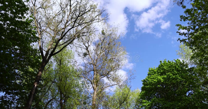 Deciduous Trees in the Park in Cloudy Spring Weather Stock Footage ...