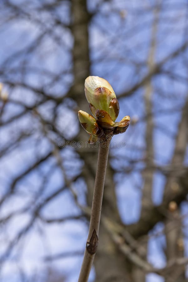 Deciduous Trees in the Park in the Spring Season Stock Photo - Image of ...
