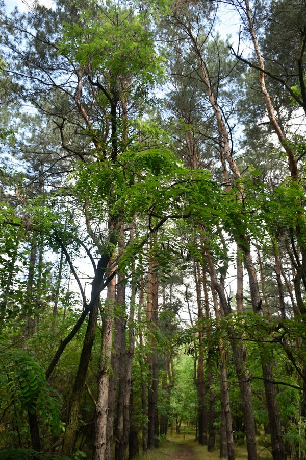 Deciduous Trees and Pine Trees Form a Green Arch. Stock Image - Image ...