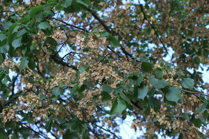 On the Deciduous Trees Ripen Seeds Stock Photo - Image of green, seeds ...