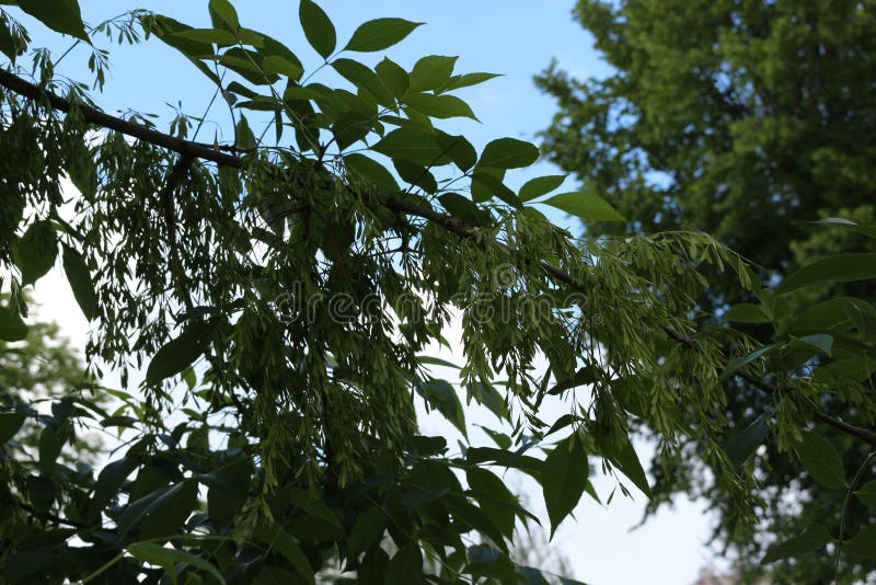 On the Deciduous Trees Ripen Seeds Stock Photo - Image of green, seeds ...