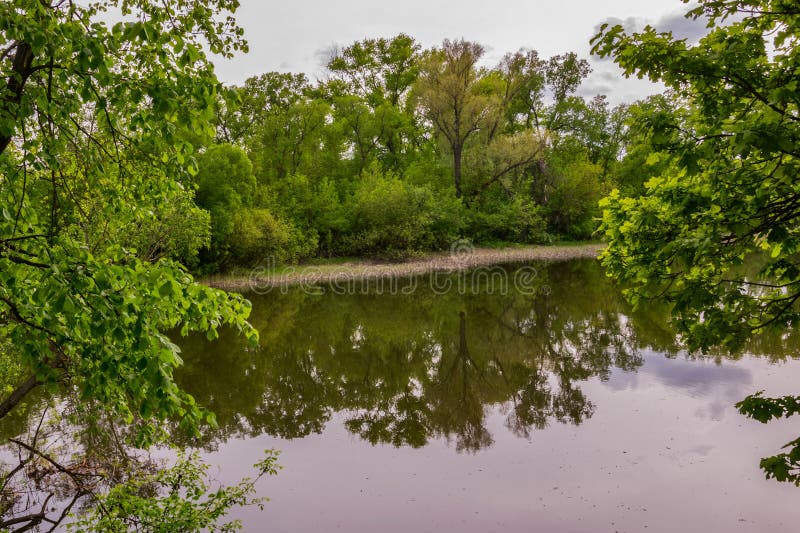 Trees on the river bank stock photo. Image of forest - 277946476
