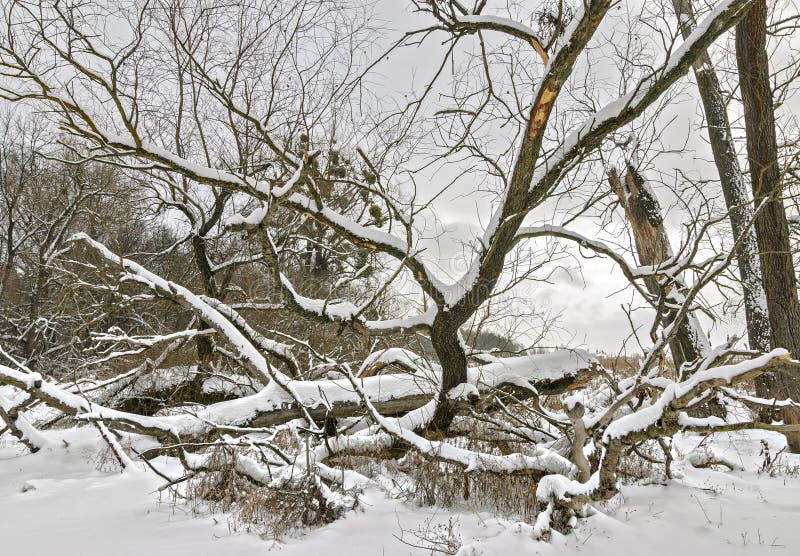 Deciduous Trees in the Snow Stock Photo - Image of perspective, focus ...